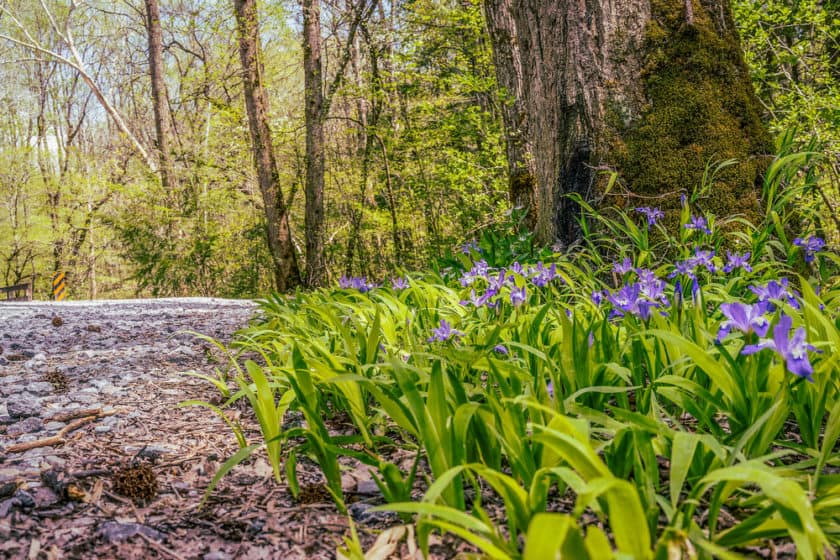 Top 4 Spring Hiking Trails in the Smoky Mountains